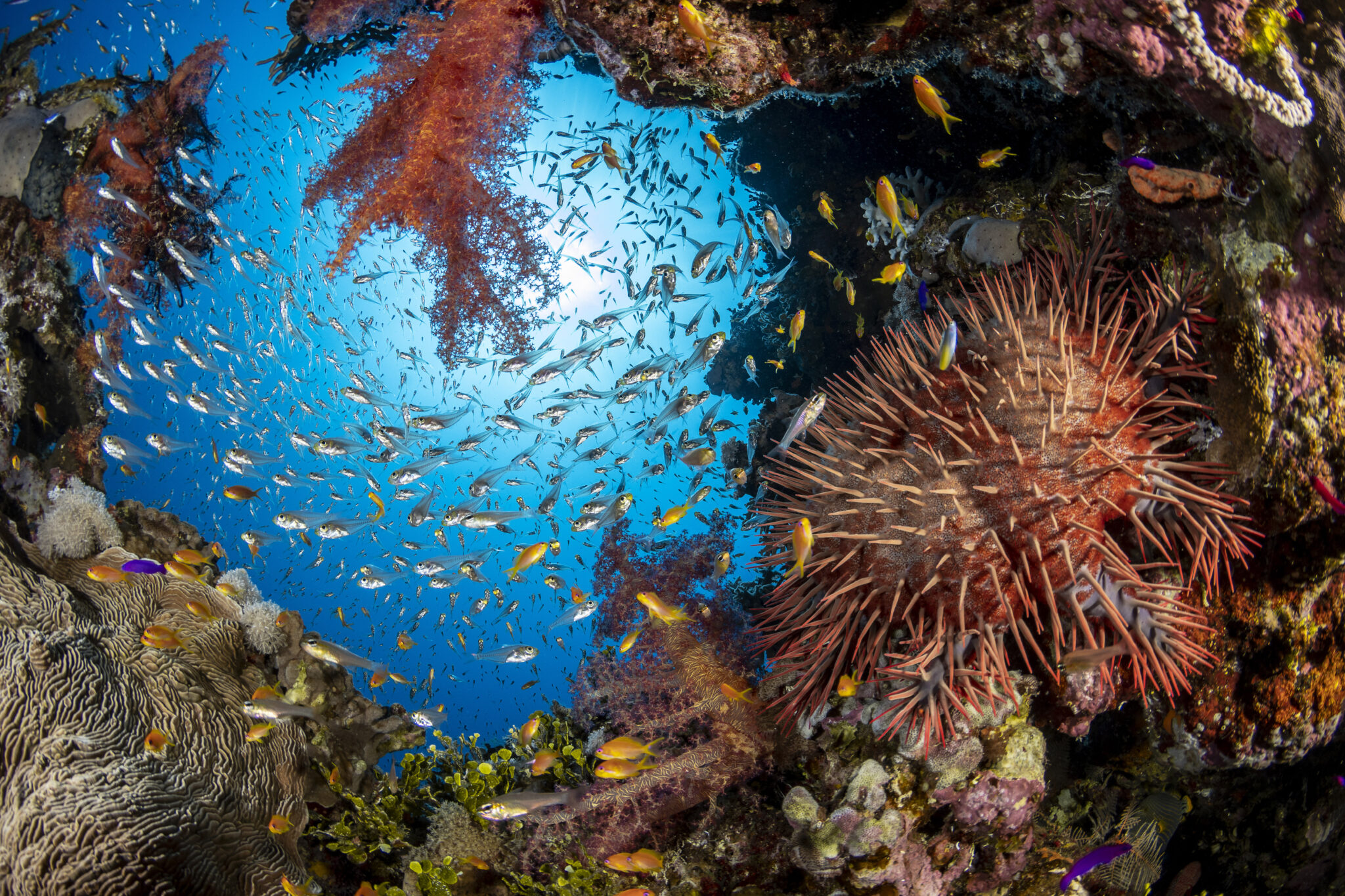 OCEAN - Habitats