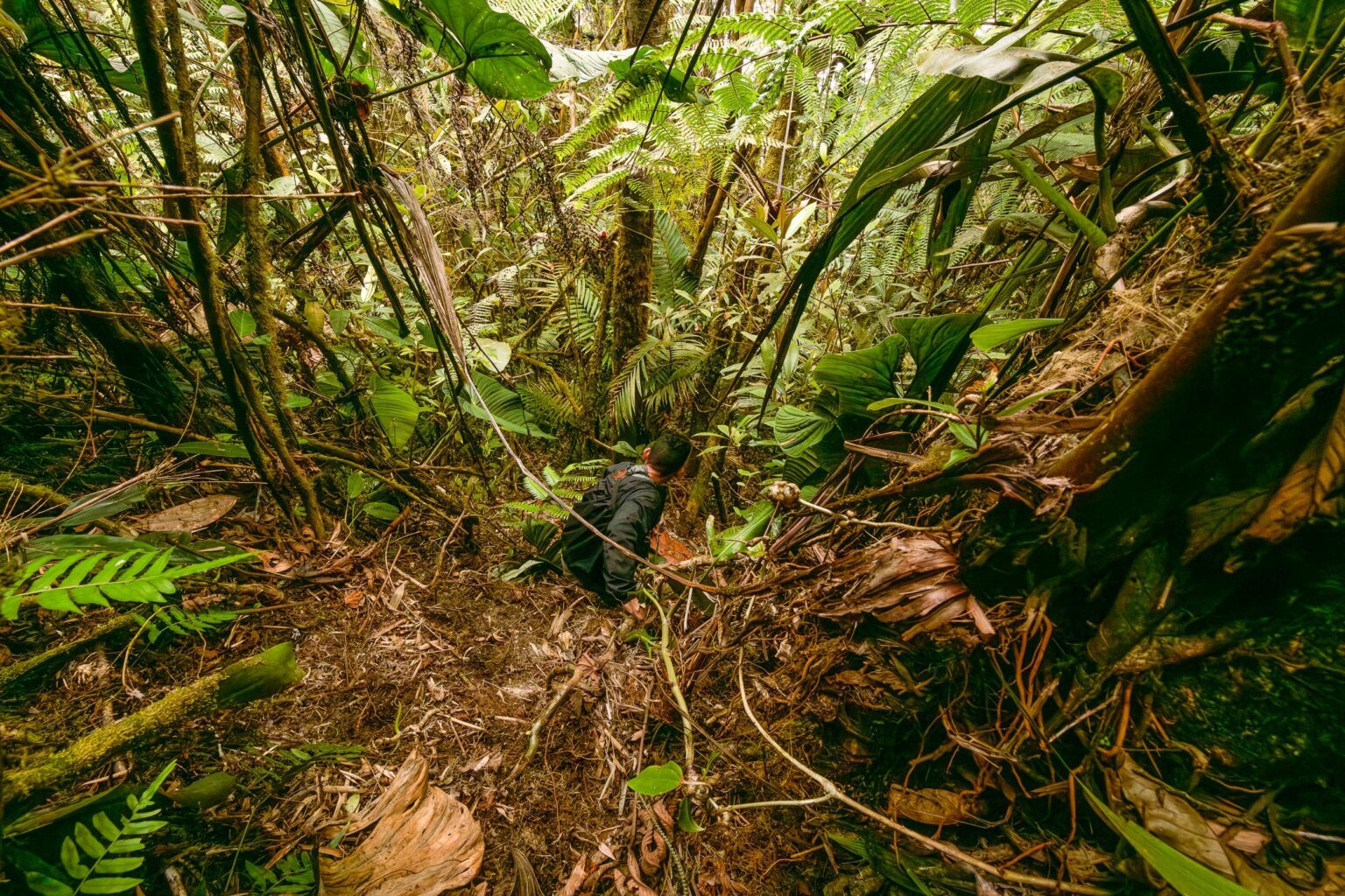 FOREST - Habitats Foundation